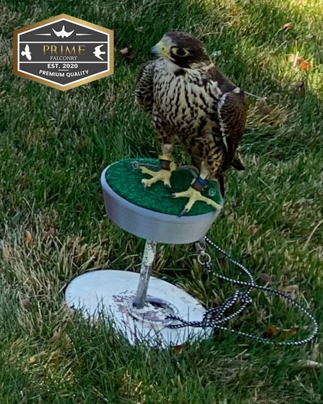Block Perch 2 Inch - Prime Falconry